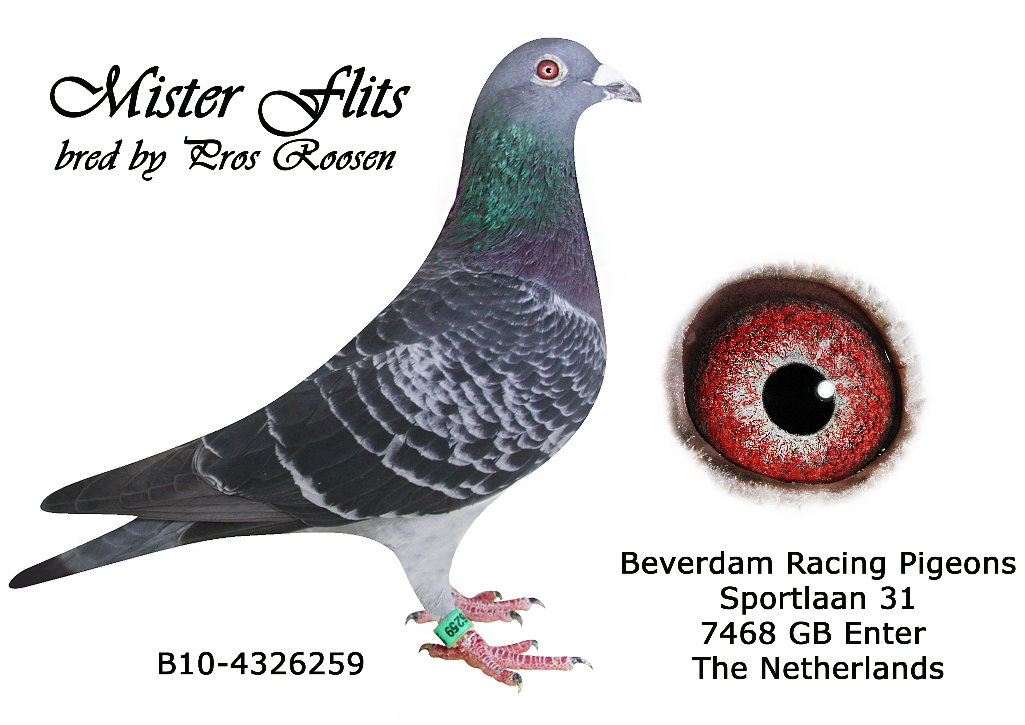 B10-4326259 | Herman Beverdam Racing Pigeons