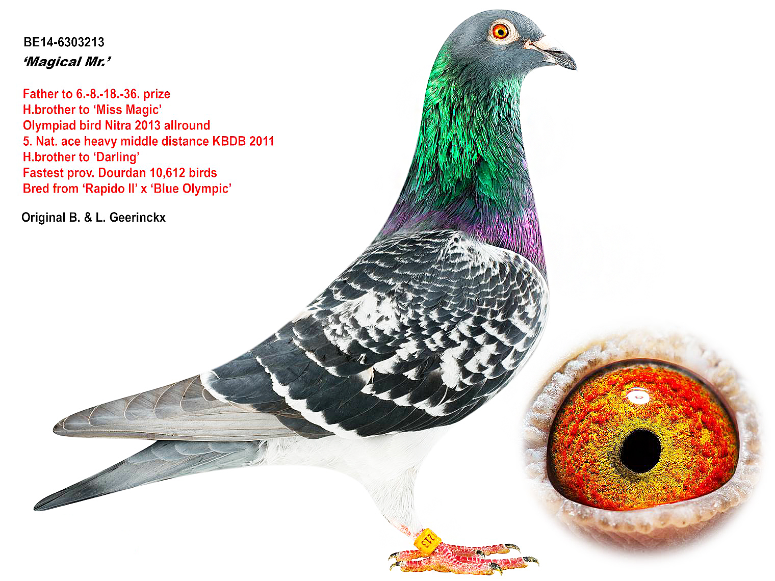 Bart, Luc and Jurgen Geerinckx | Herman Beverdam Racing Pigeons
